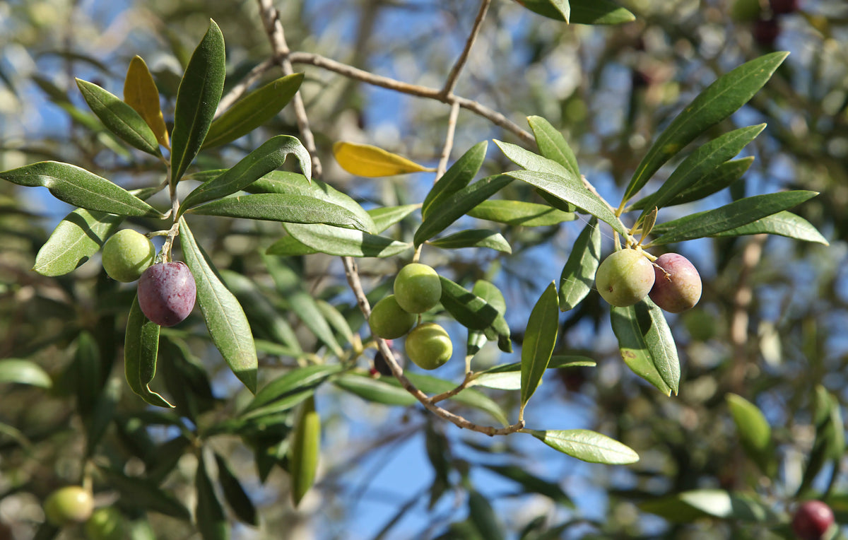 The History of the Olive Tree in Tunisia - Olivarts